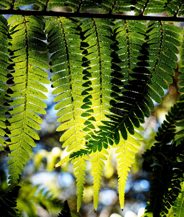 Background: Nature S Art, Backlit Fern Leaves Overlapping and Creating ...