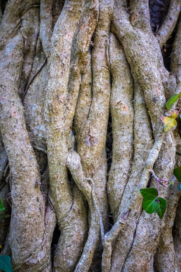 Ancient Plant Mosaic Tile Pattern Stock Image - Image of grunge ...
