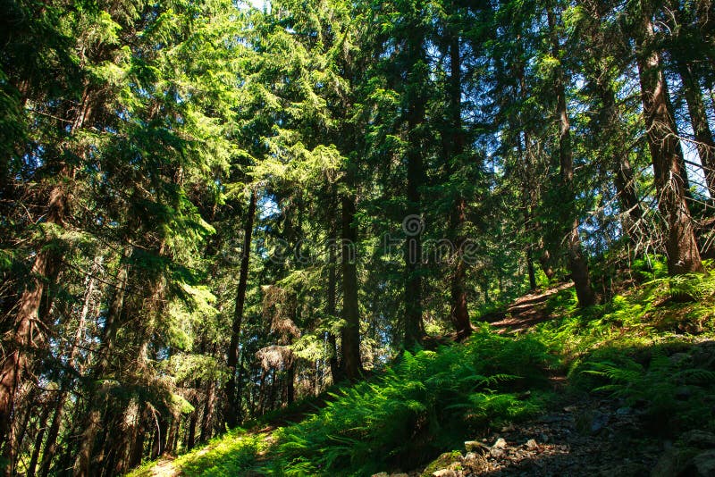 Background of Nature Wild Coniferous Forest in Summer Stock Image ...