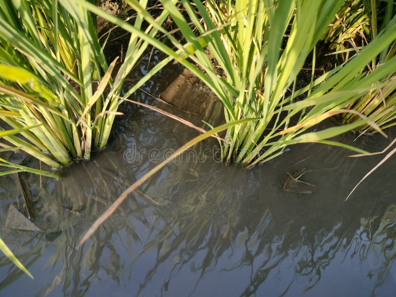 Newly Planted Rice Seeds in the Fields Stock Photo - Image of outdoor ...