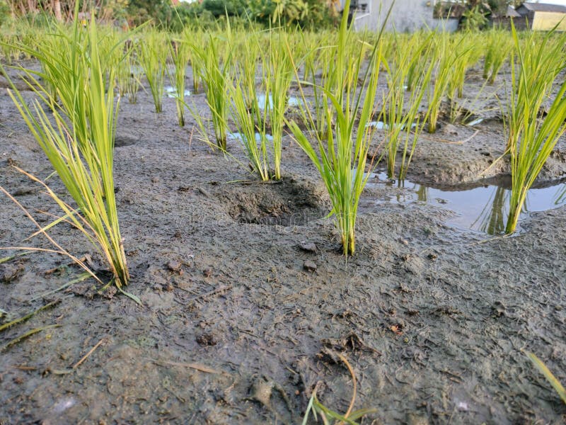 Newly Planted Rice Seeds in the Fields Stock Photo - Image of leaf ...