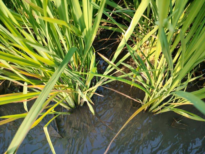 Newly Planted Rice Seeds in the Fields Stock Photo - Image of plant ...