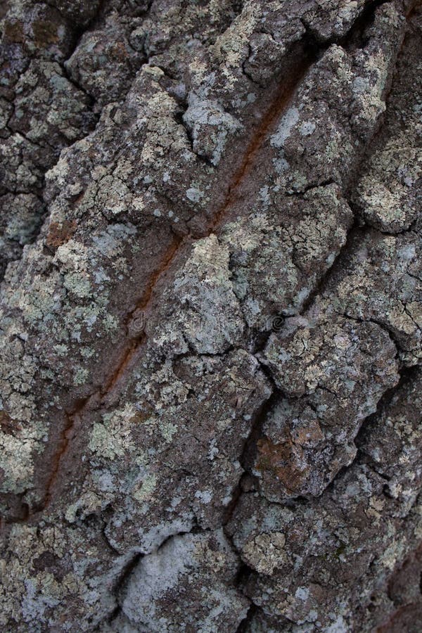 Background oak macro stock photo. Image of aging, graphic - 136784788