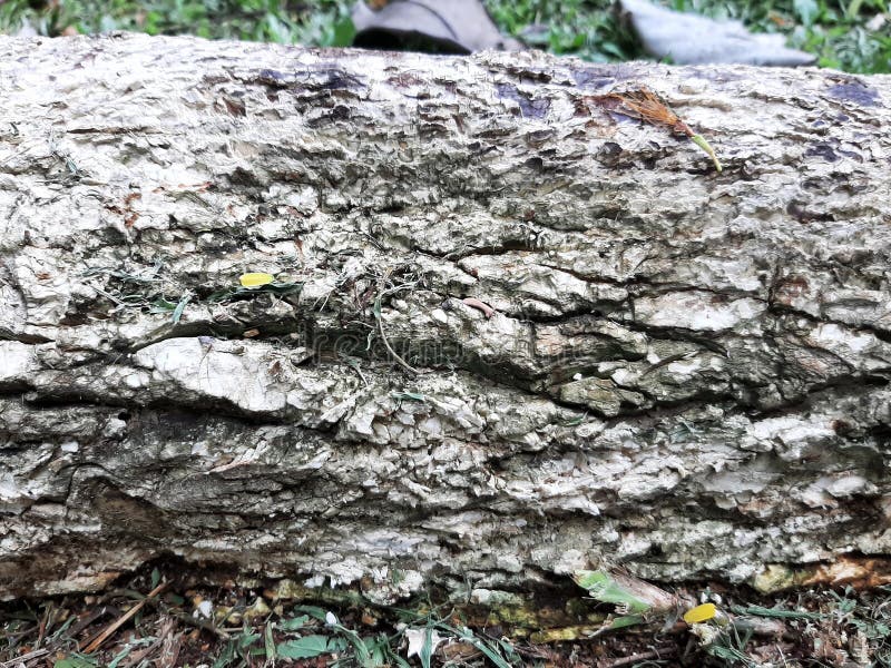 Background of Old and Cracked Tree Roots Stock Image - Image of natural ...