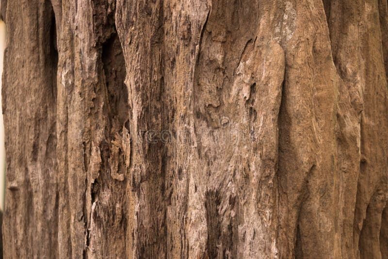 Old and dry bark in nature stock photo. Image of pattern - 193349514