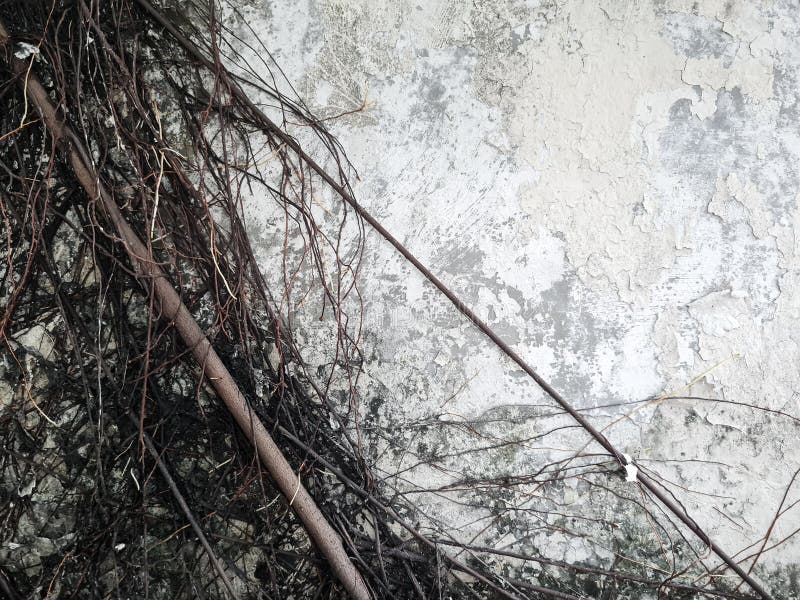 Background of Old Grunge Wall Texture with Dry Plant Roots Creeping ...