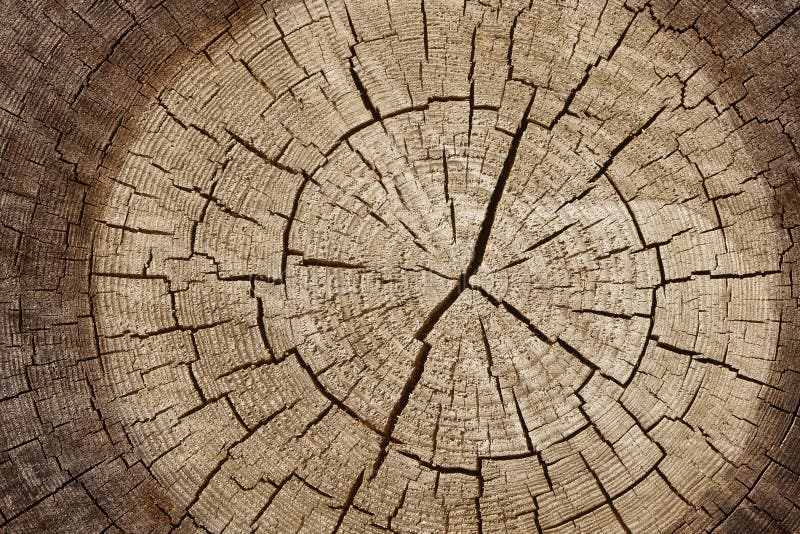 Background of Old Tree Trunk Cross Section Stock Photo - Image of ...