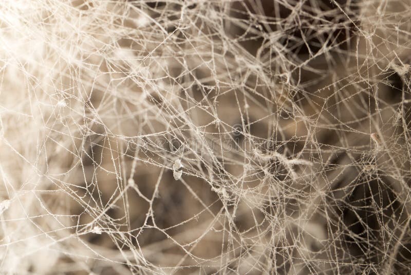 Background from the Old Web Stock Image - Image of october, grunge ...