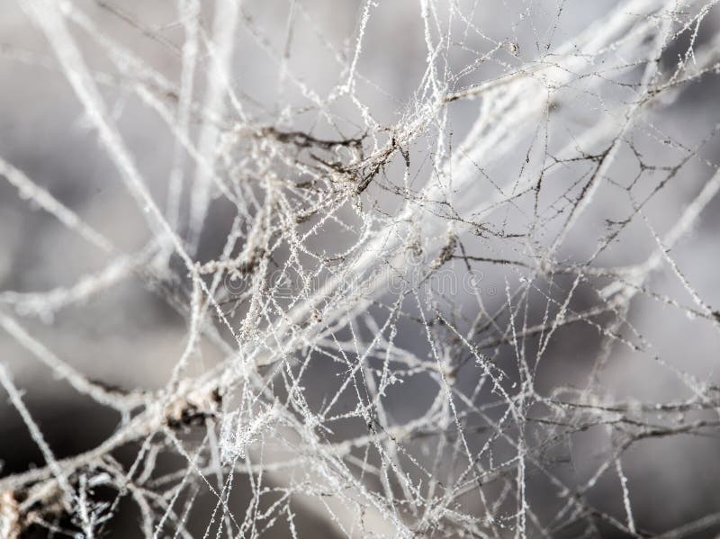 Background from the Old Web Stock Photo - Image of element, abandoned ...