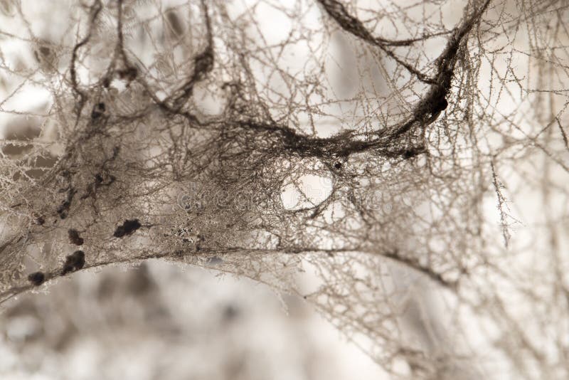 Background from the Old Web Stock Photo - Image of autumn, design ...