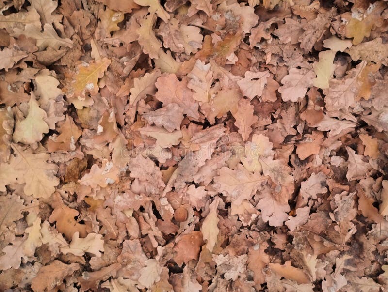 Background of Old Withered Oak Leaves. Stock Photo - Image of foliage ...