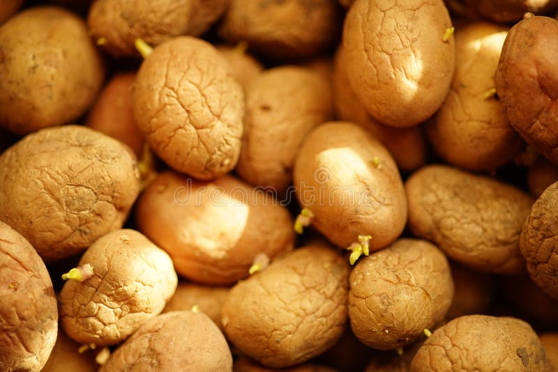 Wrinkled Old Dry Potatoes on a Pile, Selective Focus on the Rear Potatoes Stock Photo - Image of ...