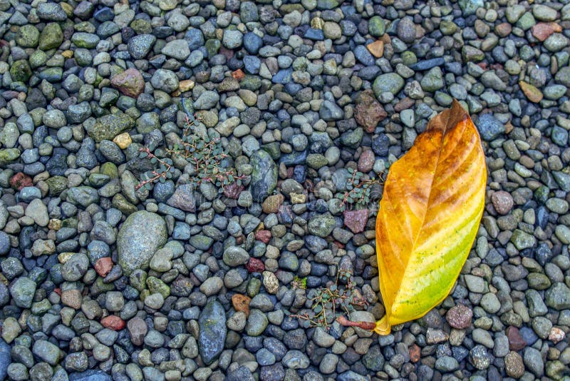 Old Leaf on Pebble stock image. Image of detail, abstract - 117684523