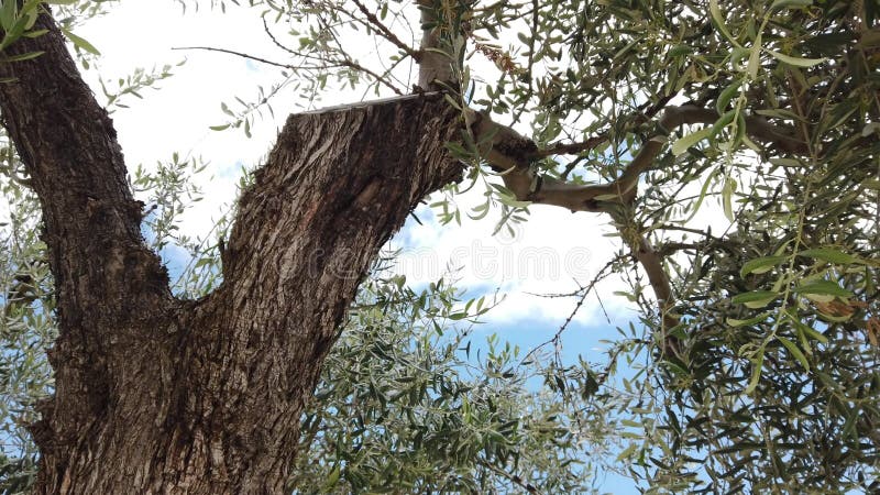 Olive Tree Branch with Green Olives Stock Video - Video of olive ...