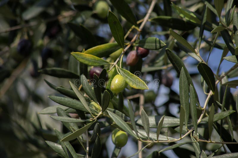 Background of Olive Tree Branches with Green and Blue Olives Against a ...