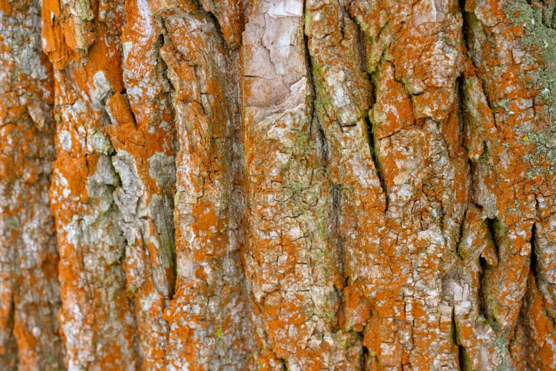 Background of Orange Bark of an Old Tree Stock Photo - Image of ...