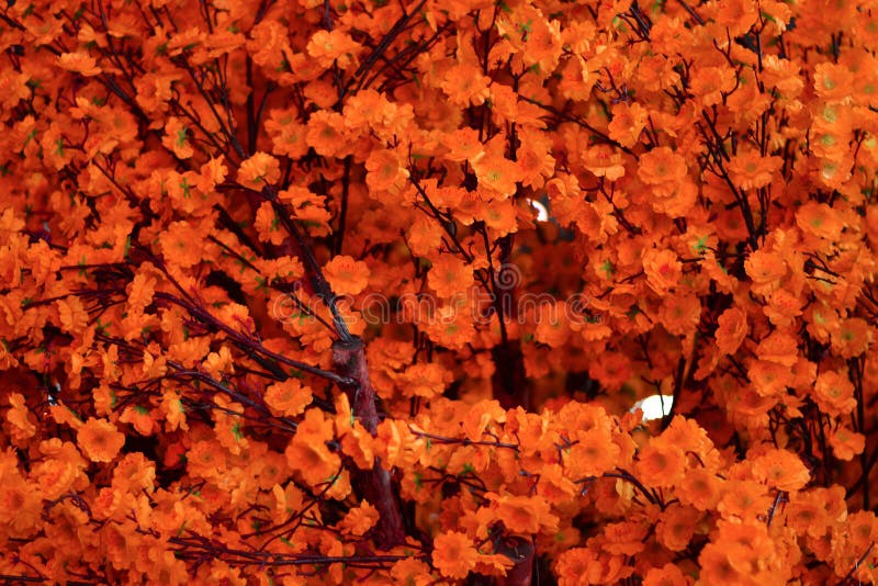 A Background of Orange Flowers at Spring Stock Photo - Image of ...