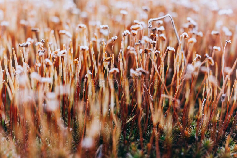 Background of Orange Moss. Flowering Moss Stock Image - Image of wheat ...