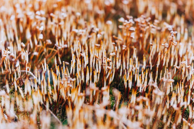 Background of Orange Moss. Flowering Moss Stock Image - Image of ...
