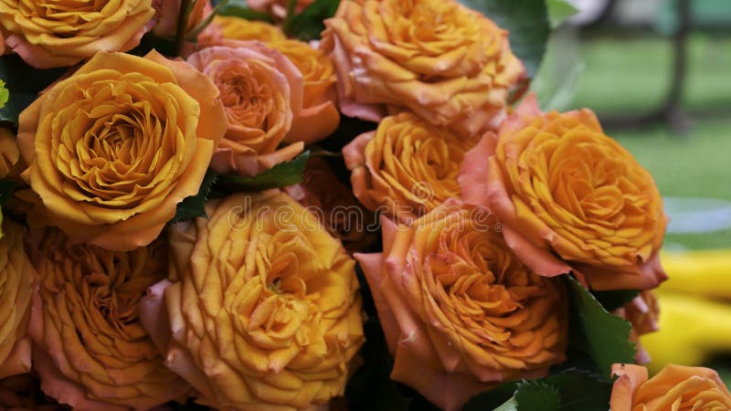 Background of Orange and Peach Roses Stock Image - Image of gift ...