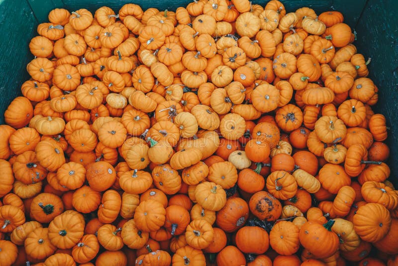 Background of Orange Pumpkins at a Fall Festival Stock Image - Image of ...