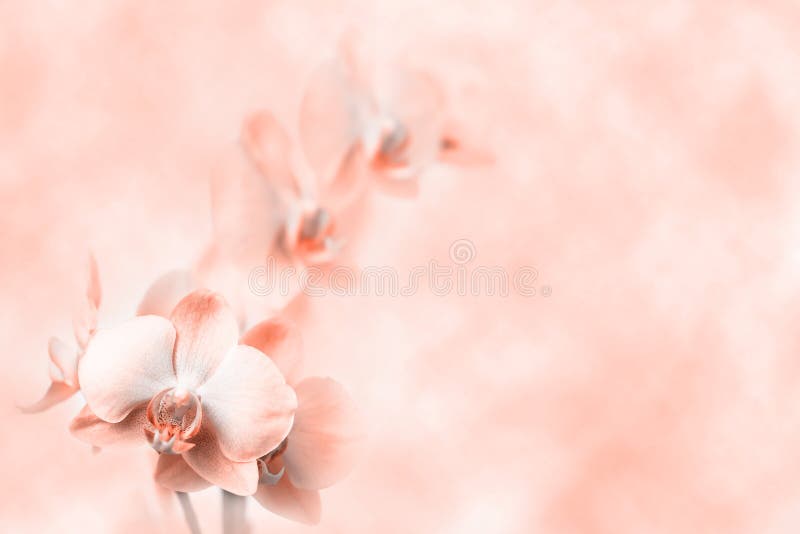 Background with Orchid Flowers. Peach Flower Abstraction Stock Image ...