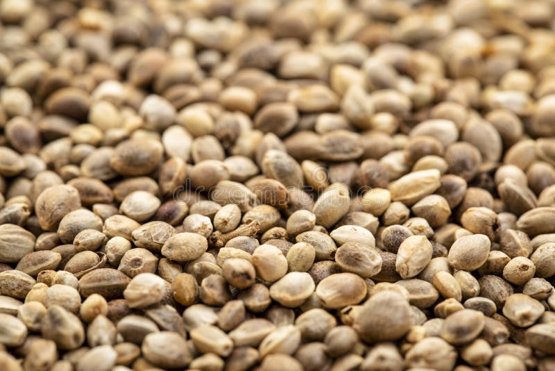 Hemp seed background stock photo. Image of selective - 126577042