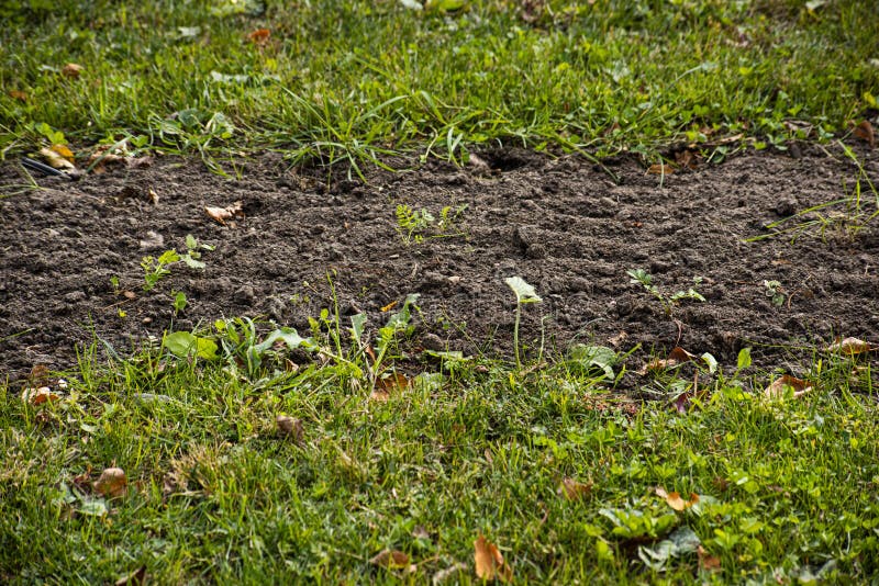 Background with Overgrown Grass and Weeded Soil, Soft Focus Stock Image ...