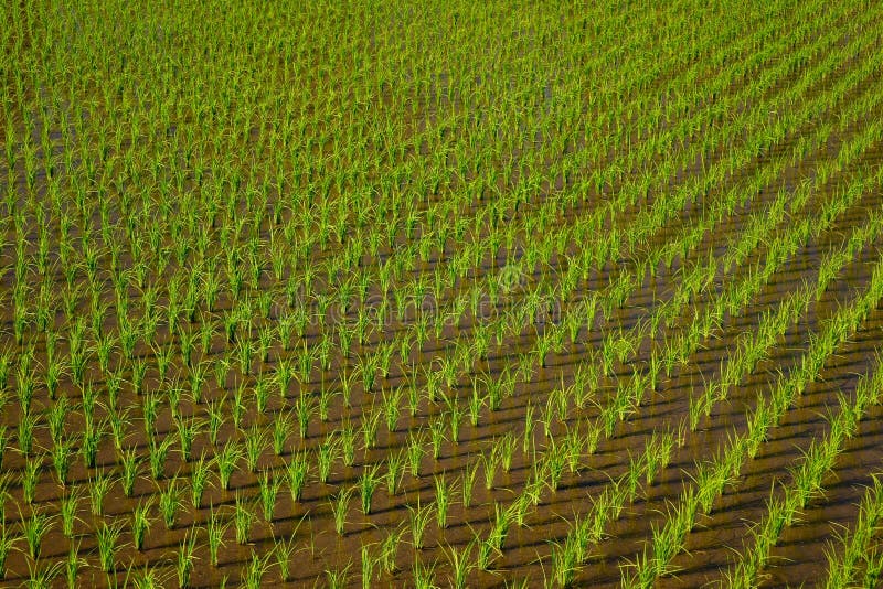Paddy Rice in Green Farmland Stock Image - Image of chinese, asia ...
