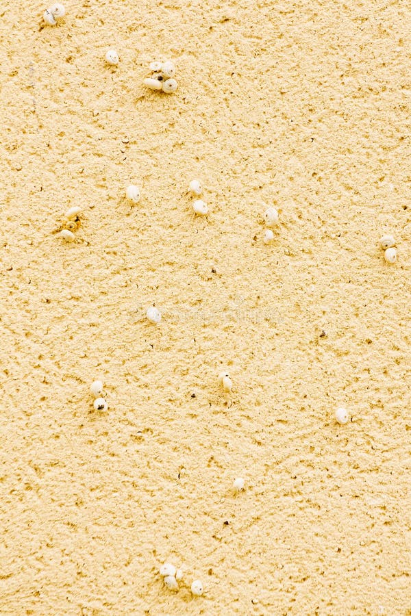 Background of painted wall stock photo. Image of house - 294001794