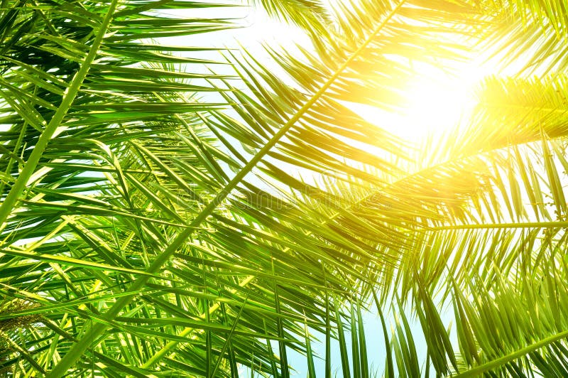 Background of Palm Leaves and Sun on Sky Stock Photo - Image of climate ...