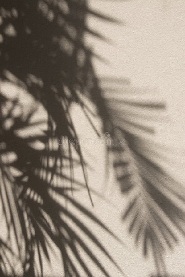 Background of Palm`s Shadow. Palm Tree, Leaves, Shadow, Wall, Beige ...