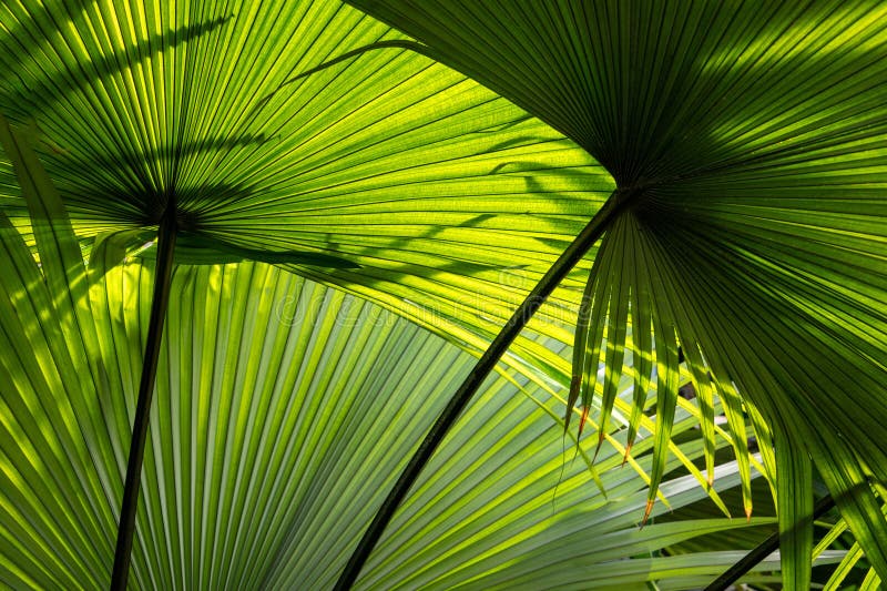 Background of Palm Tree Leaves in Scenic Light Stock Photo - Image of ...