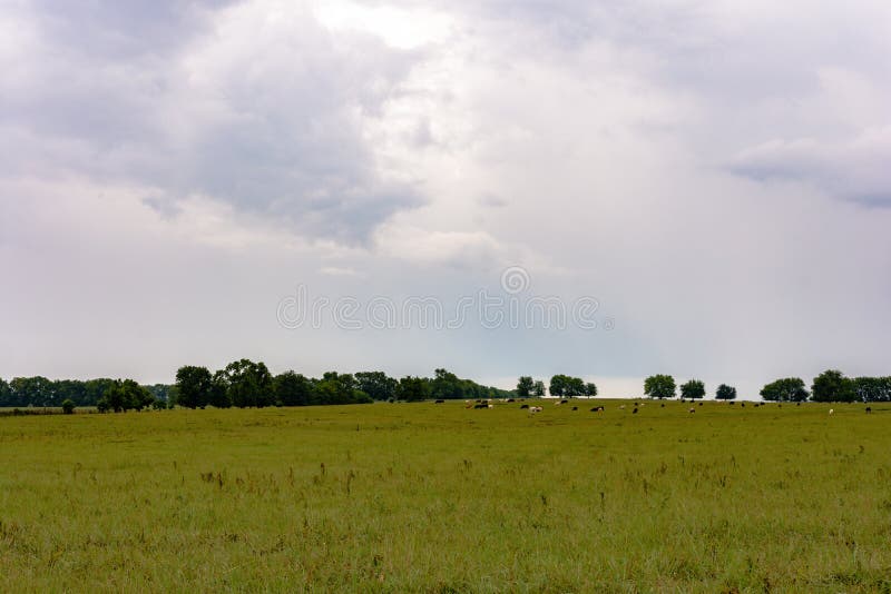 Background of Pasture with Cattle in Distance Stock Image - Image of ...