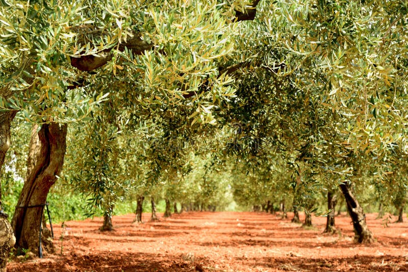 A Cultivated Field of Olive Trees in Sicily Against a Blue Sky in ...