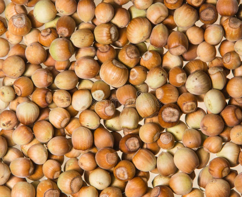 Background Pattern Formed by the Hazel Nuts Stock Image - Image of ...