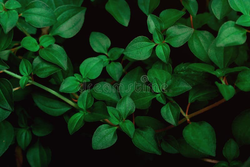 Background Pattern - Green Leaves Wall or Green Bush Background Stock ...