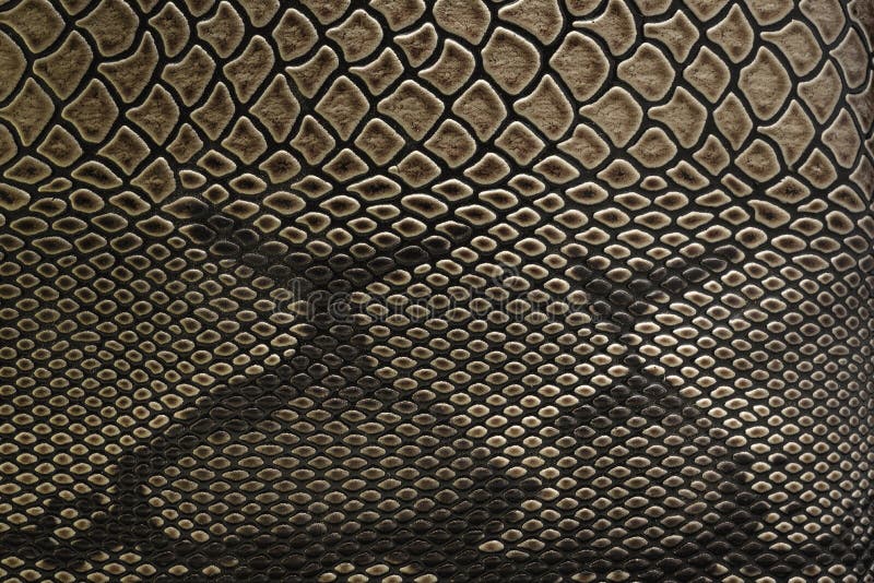 Snake in natural habitat stock photo. Image of hunter - 24579364