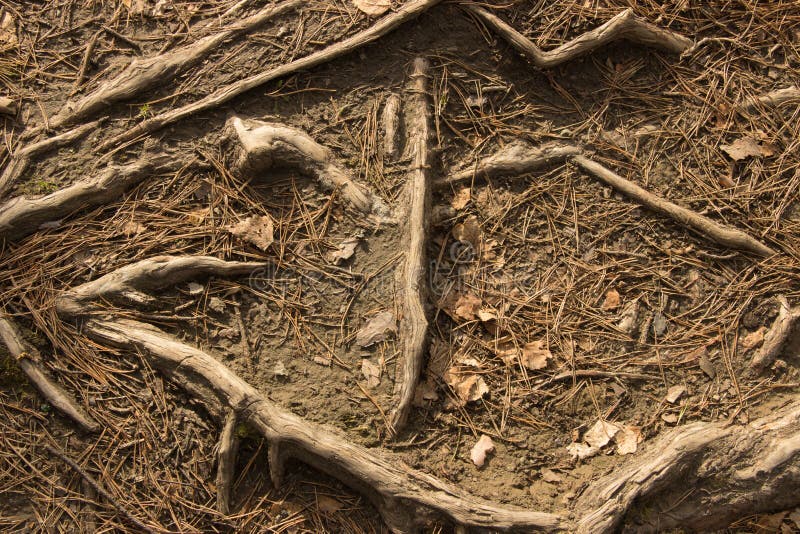 Background Pattern of Tree Roots in the Form of a Human Face on Stock ...