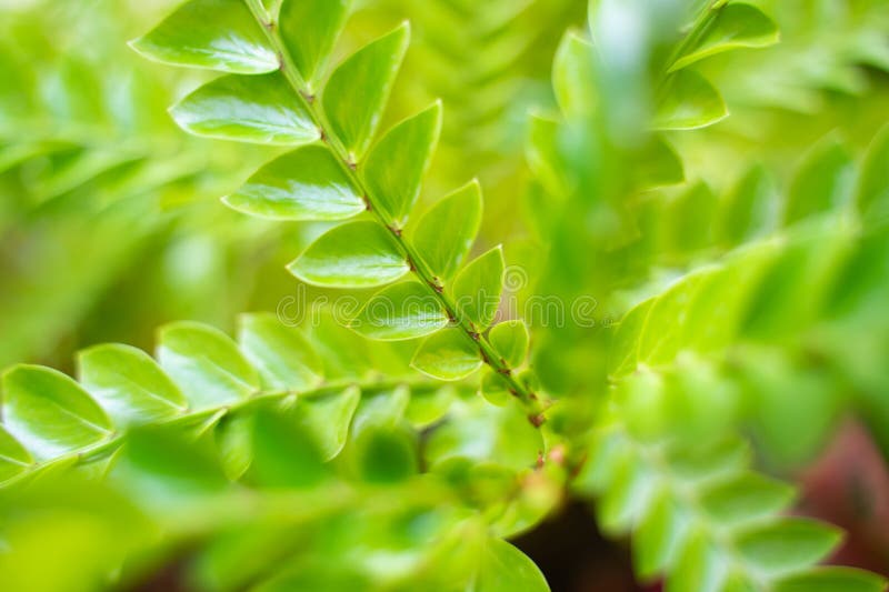 Background Pattern Vertical Green Leaves or Green Bush Background Stock ...