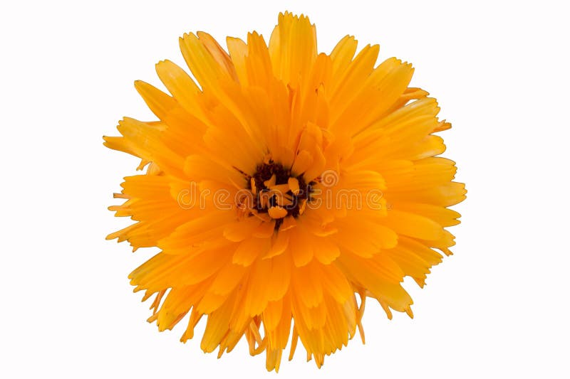 Background, Pattern, White, Flowers, Plants, Spring, Nature, Flo Stock ...