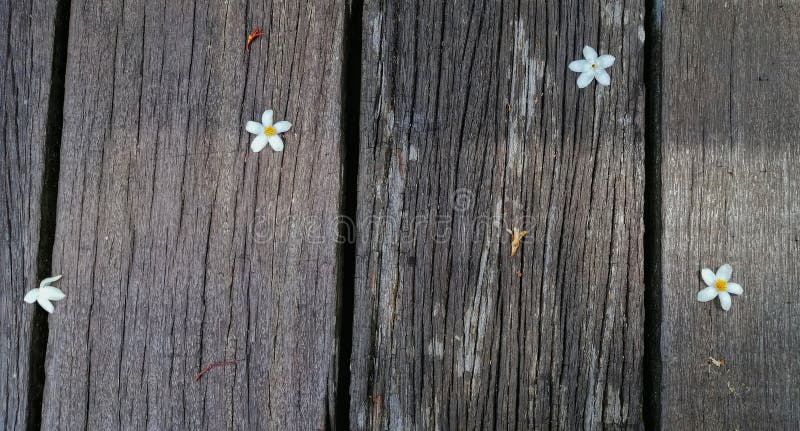 Background Pattern Of White Flowers On The Wood Pathway Stock Image ...
