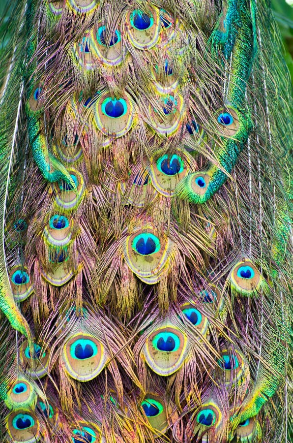 Peacock feather stock photo. Image of design, natural - 269184828
