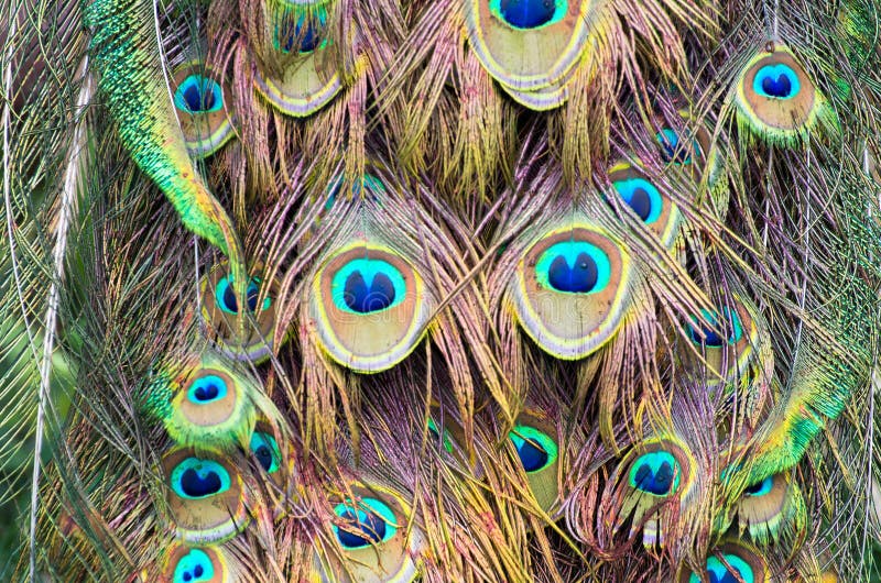 Peacock feather stock photo. Image of dance, round, circle - 270533790
