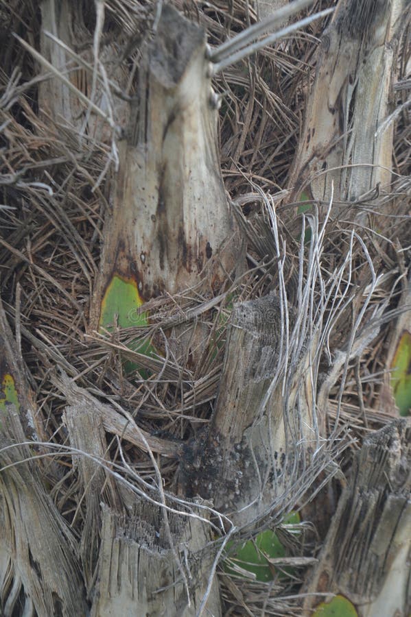 Background of Patterns, Shapes and Textures of Palm Tree Trunks in the ...