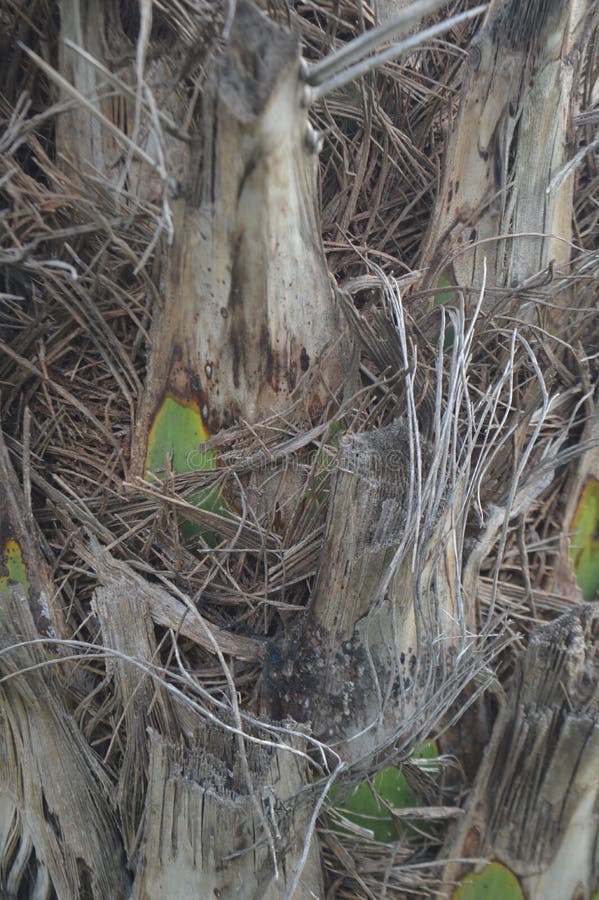 Background of Patterns, Shapes and Textures of Palm Tree Trunks in the ...