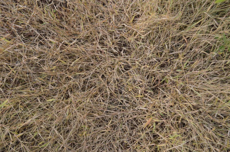 Background of Patterns, Shapes and Textures of Yellow Grass in the ...