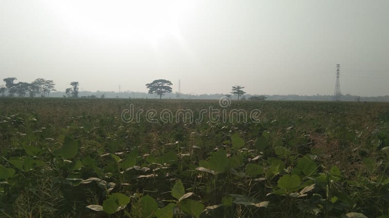 Background of Peanut Field at Morning. Stock Photo - Image of peanut ...