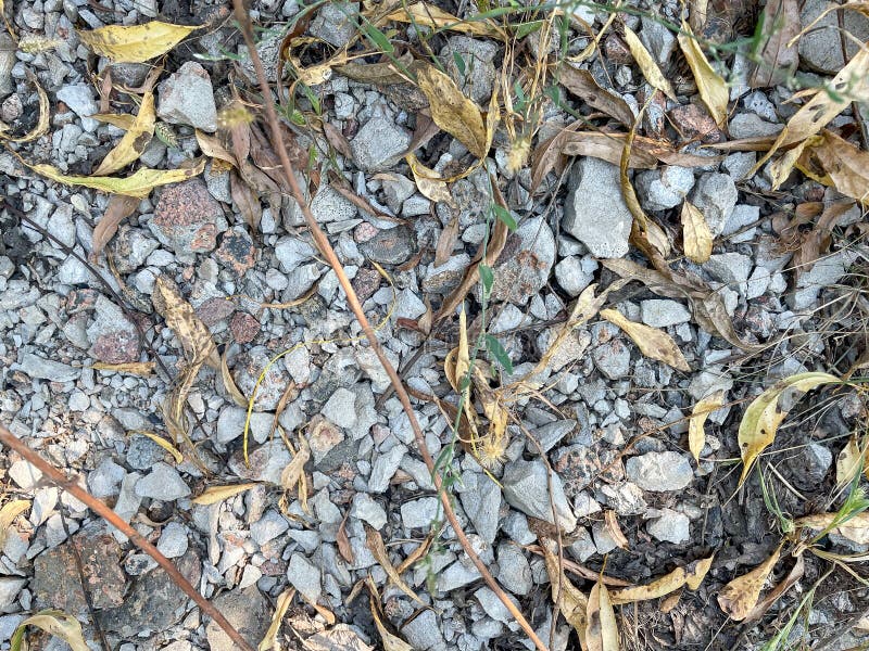 Background Pebbles and Dry Sticks on the Ground Close Up Stock Image ...