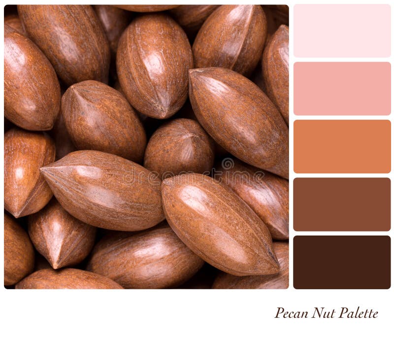 Pecan nut palette stock image. Image of colour, colorful - 221714403